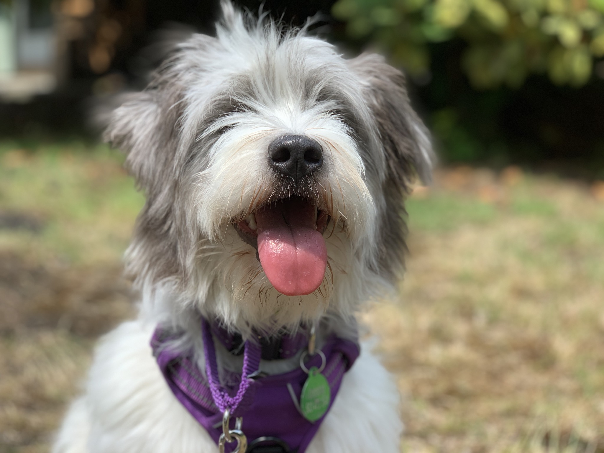 Superpower: Purple! - Underdog Rylie